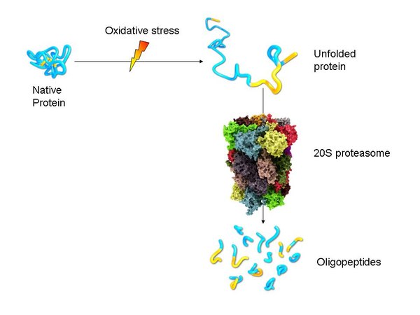 c4d 20s proteasome protein
