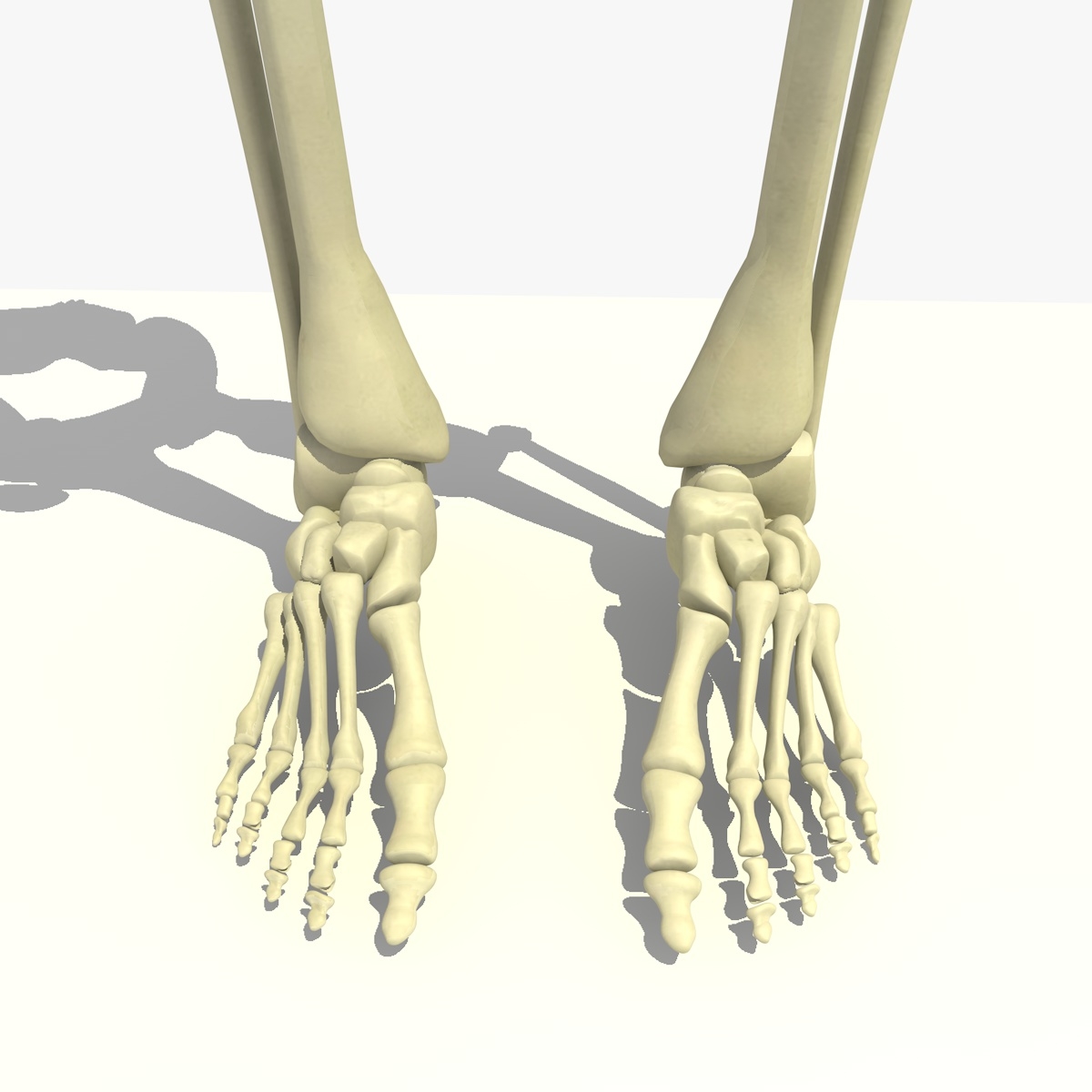 3d legs feet male skeleton