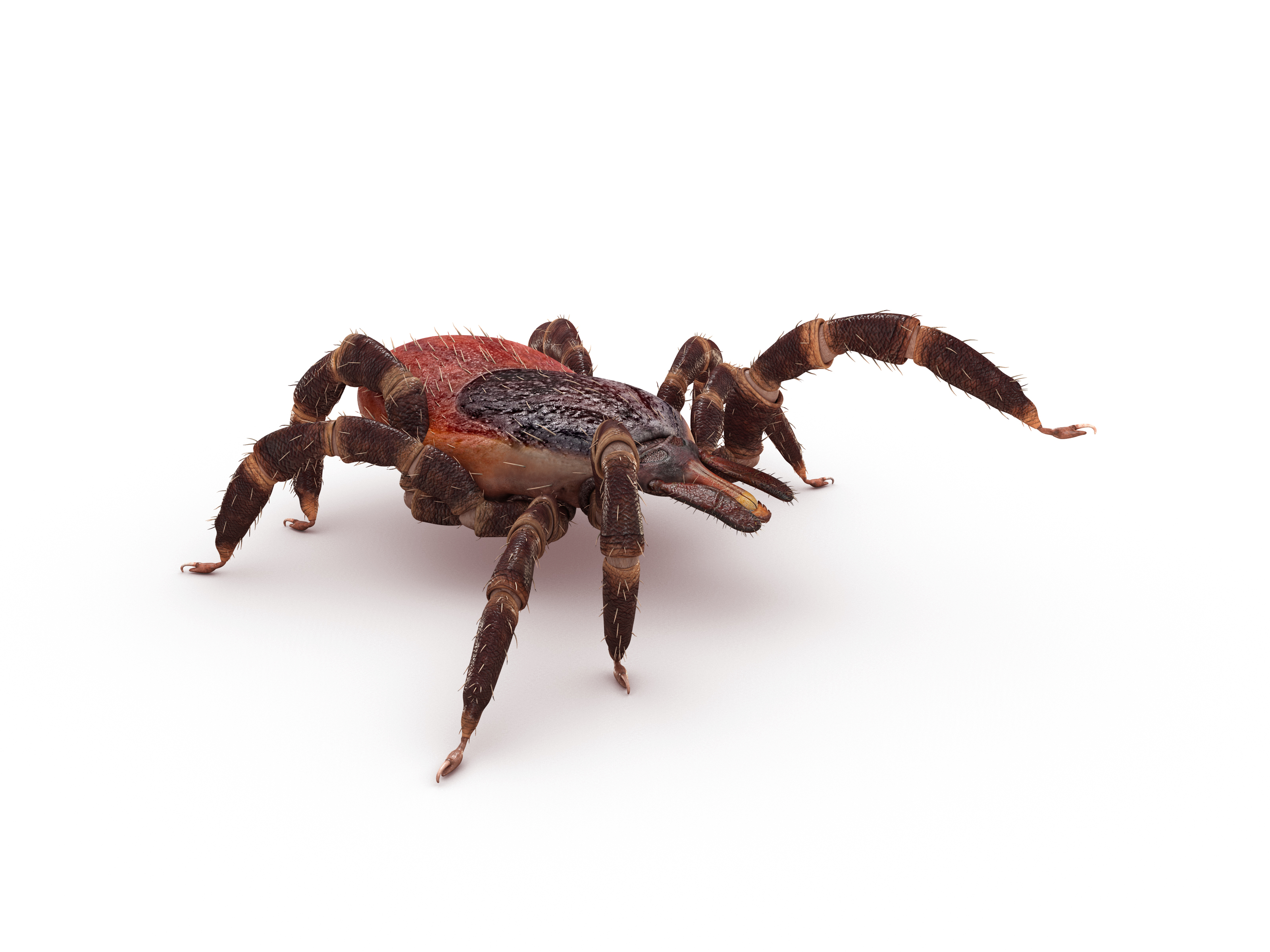 obj realistic tick modeled