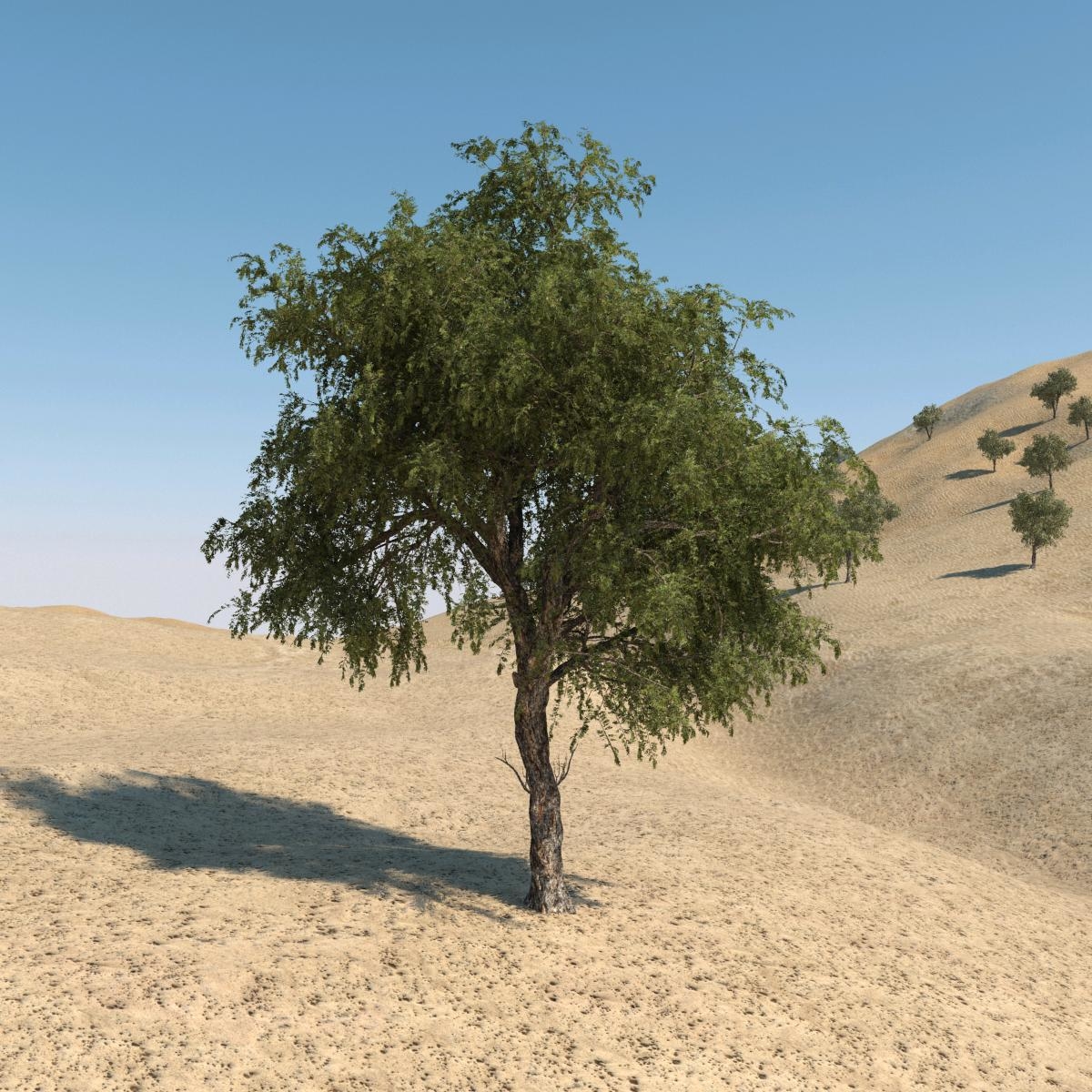 3d model ghaf tree