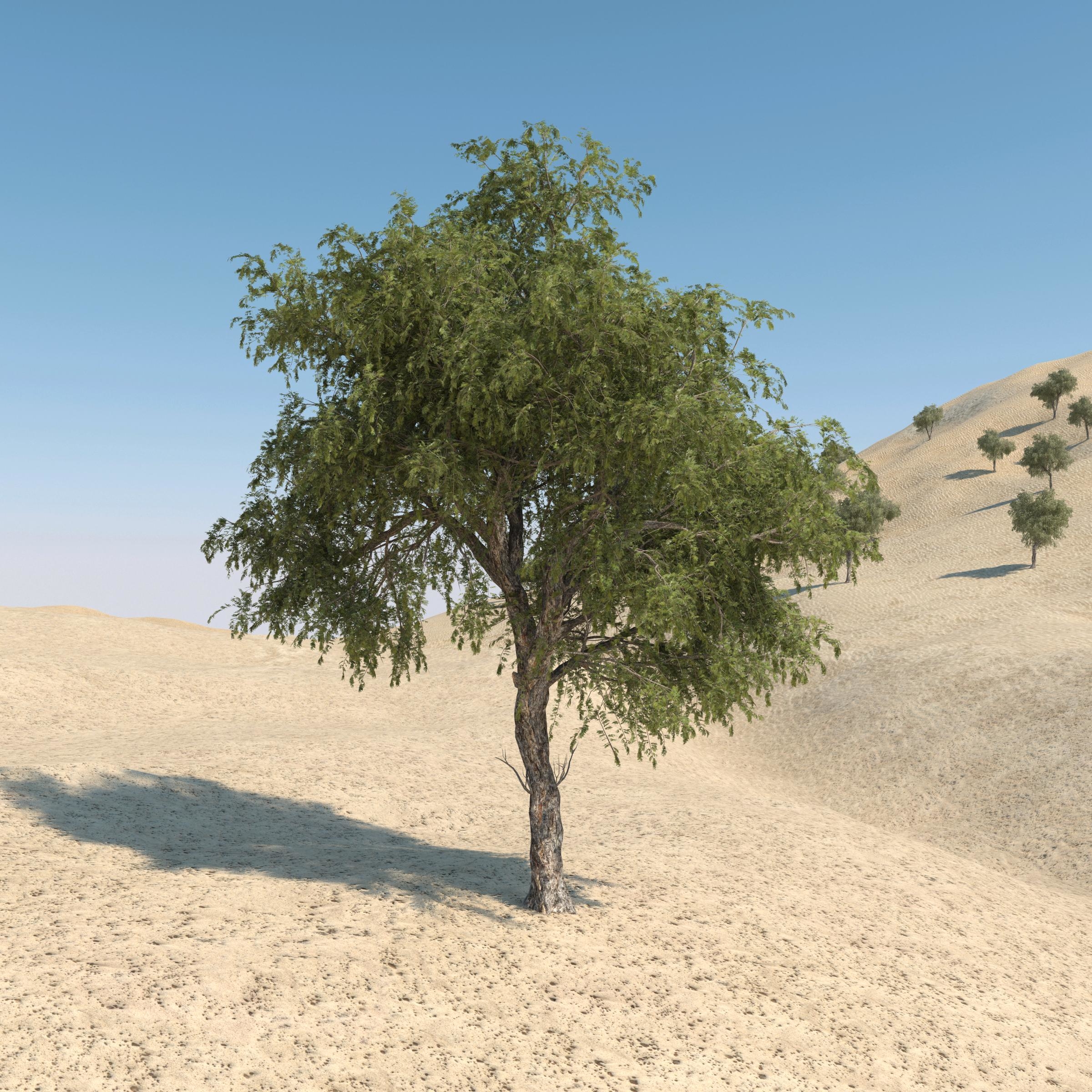 3d model ghaf tree