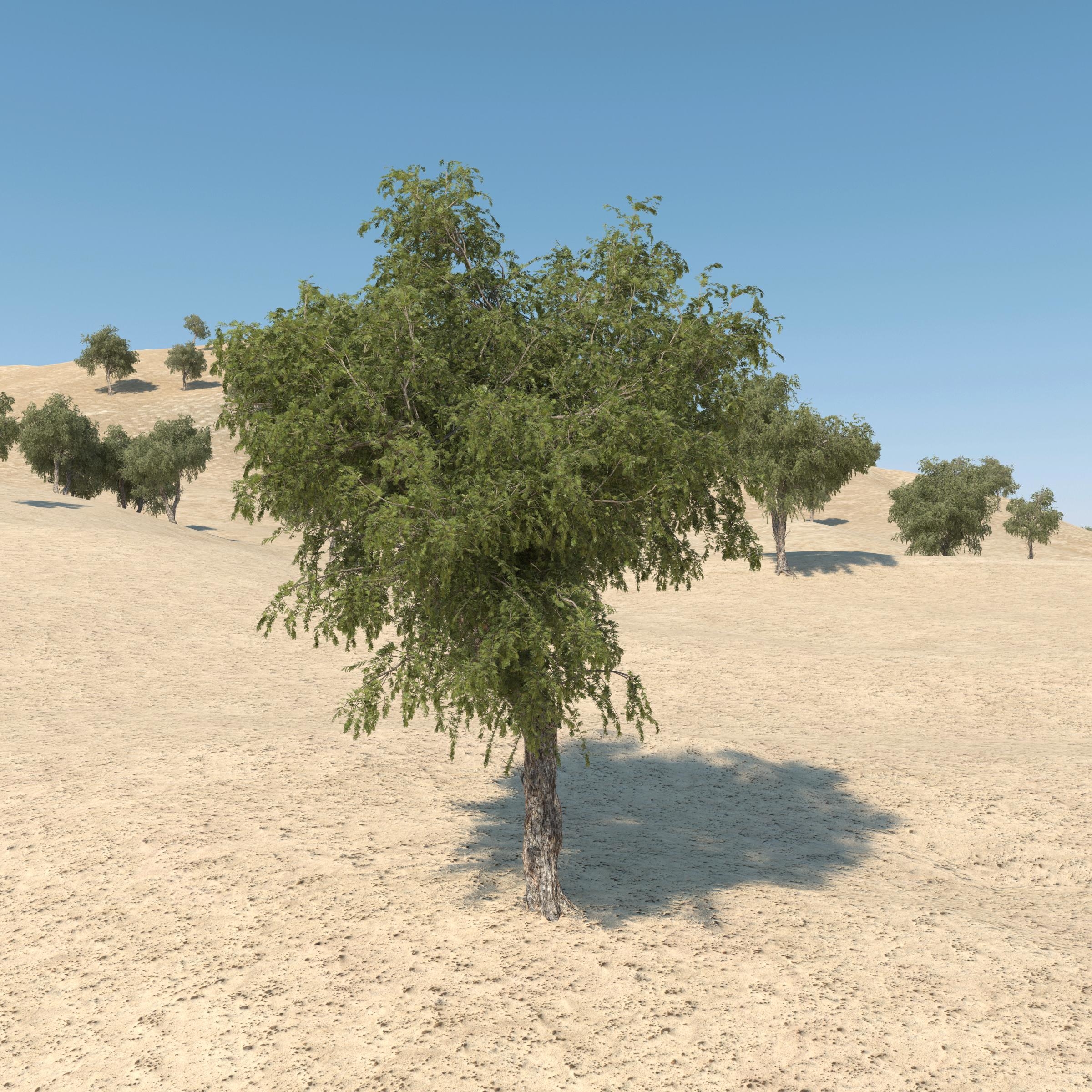 3d model ghaf tree