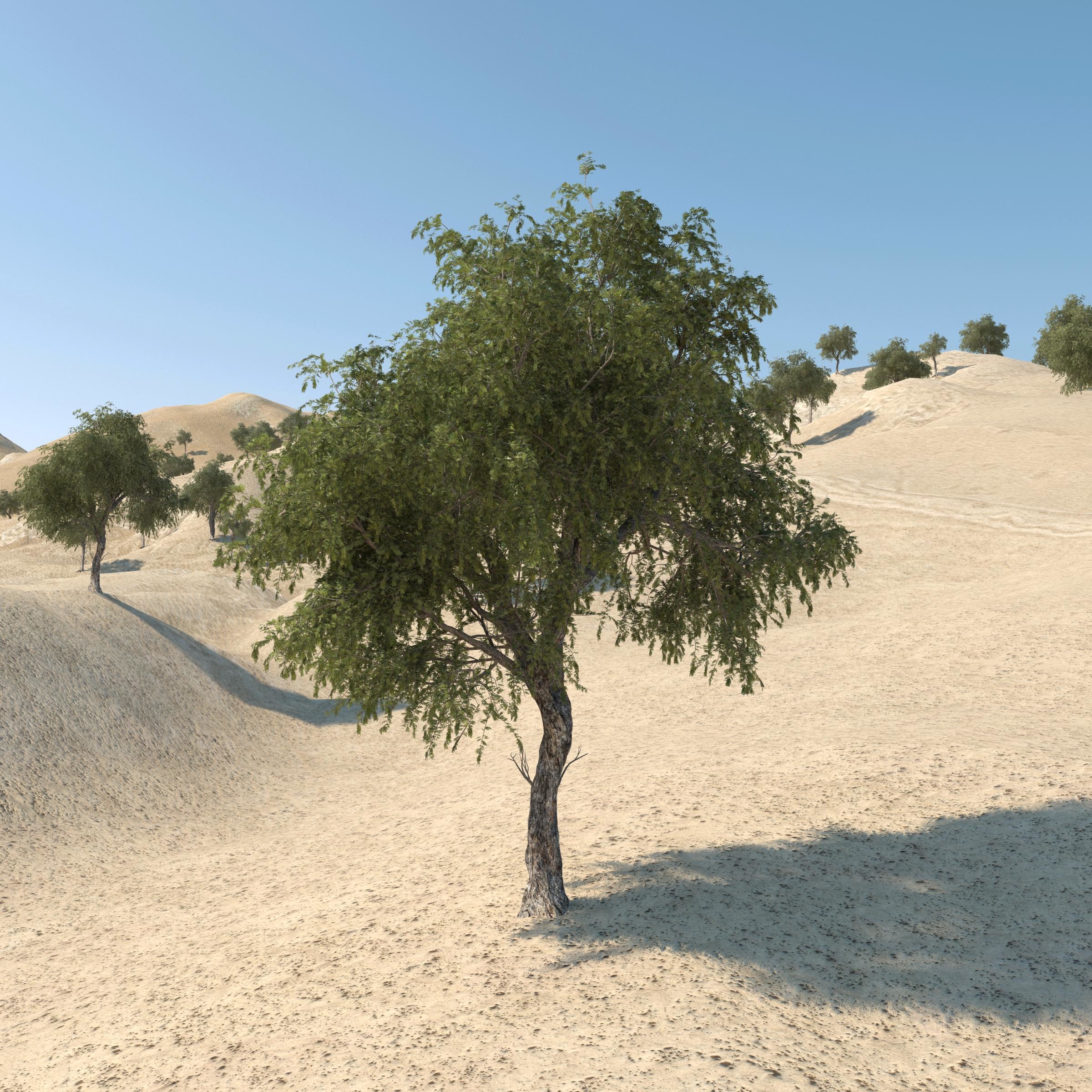 3d model ghaf tree
