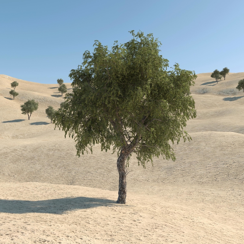 3d model ghaf tree