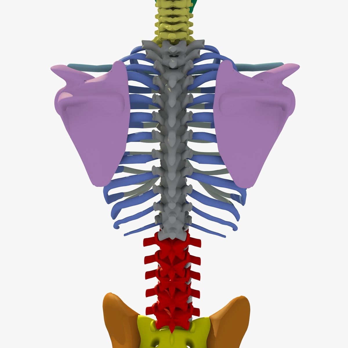colour thorax anatomy skull 3d model