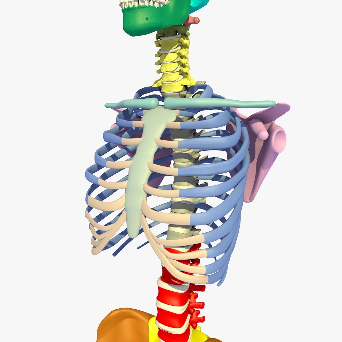 colour thorax anatomy skull 3d model