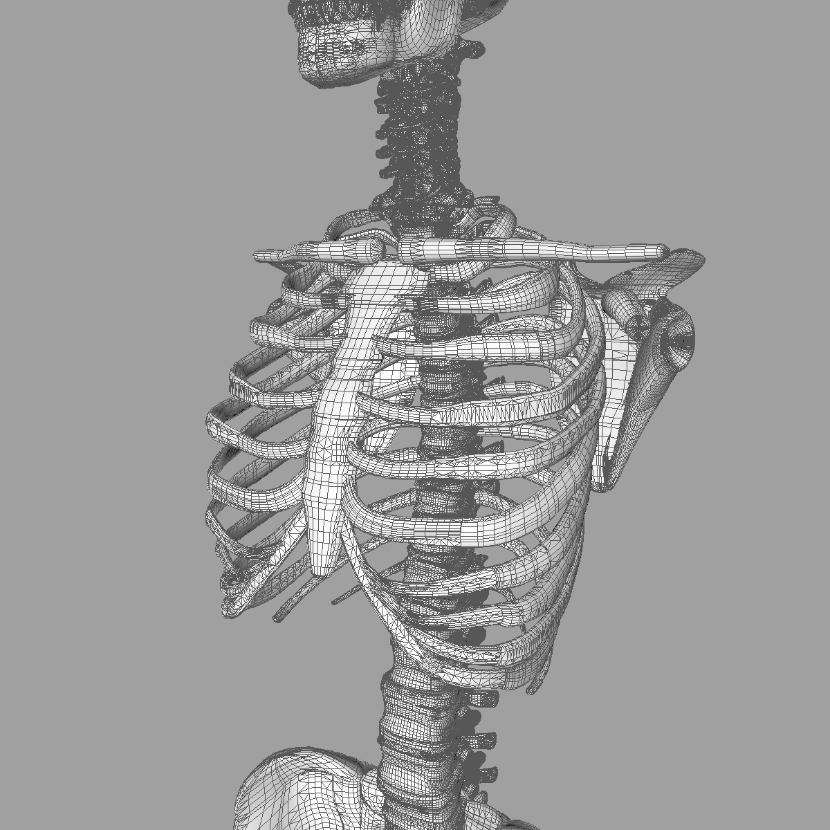 colour thorax anatomy skull 3d model