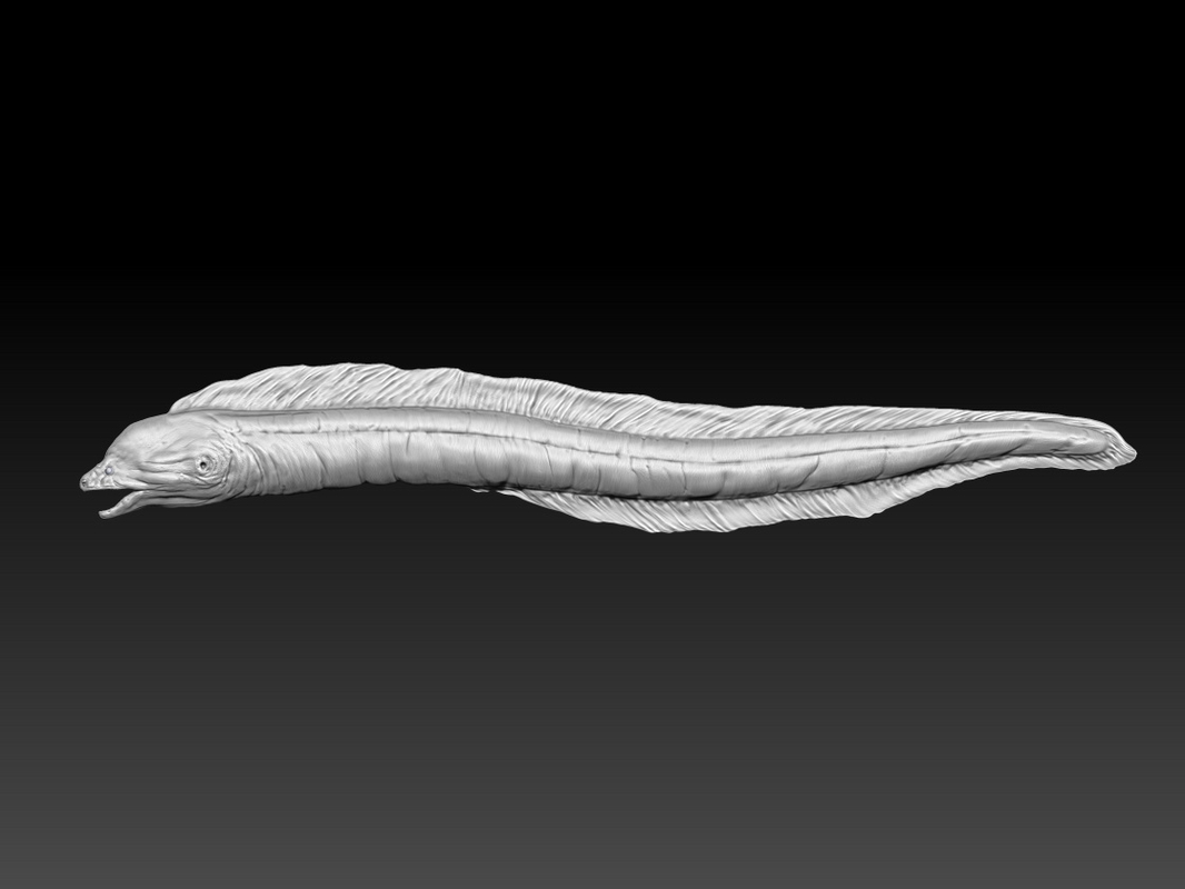 moray eel 3d model