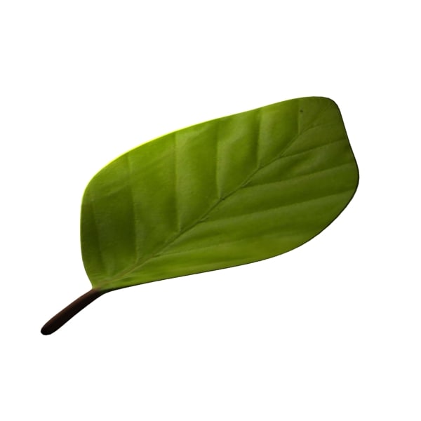 3d model leaf