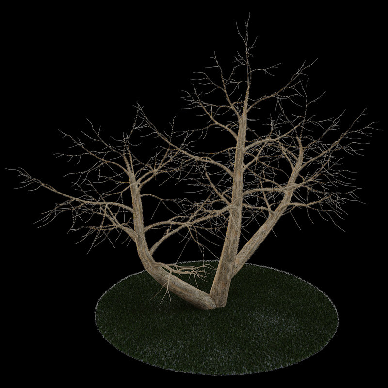 3d tree 4 branches model