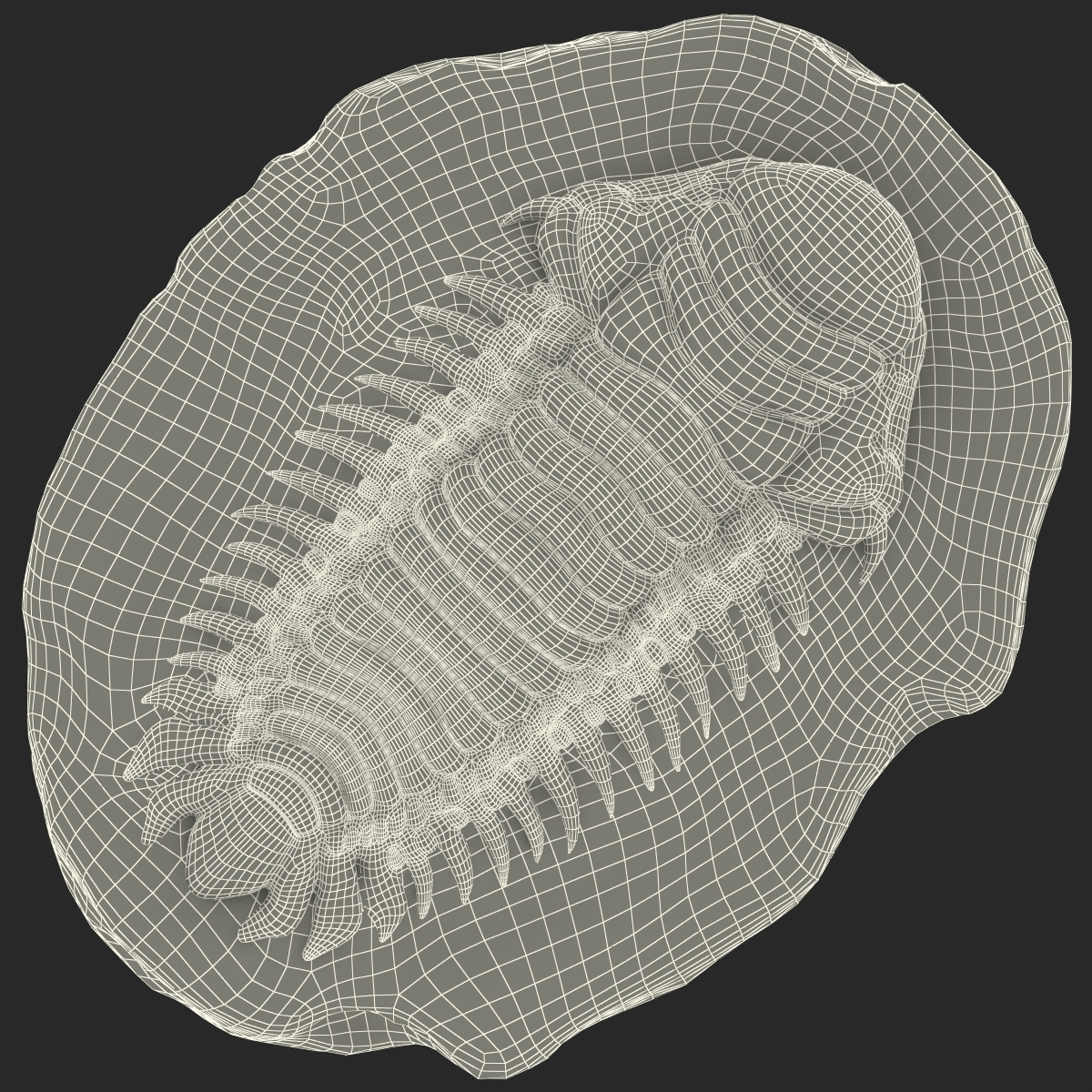 trilobite fossil 3d model