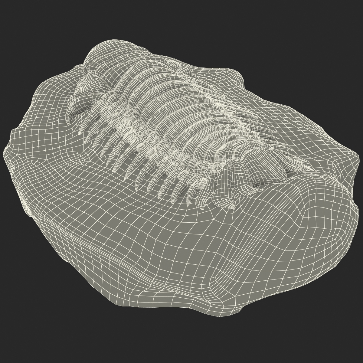 trilobite fossil 3d model