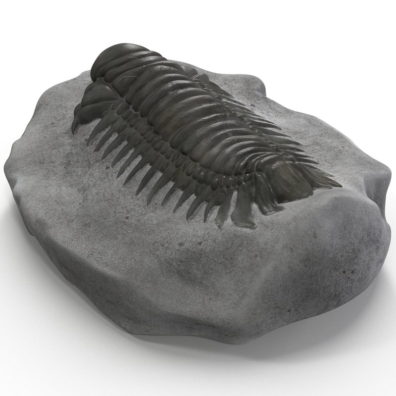 trilobite fossil 3d model