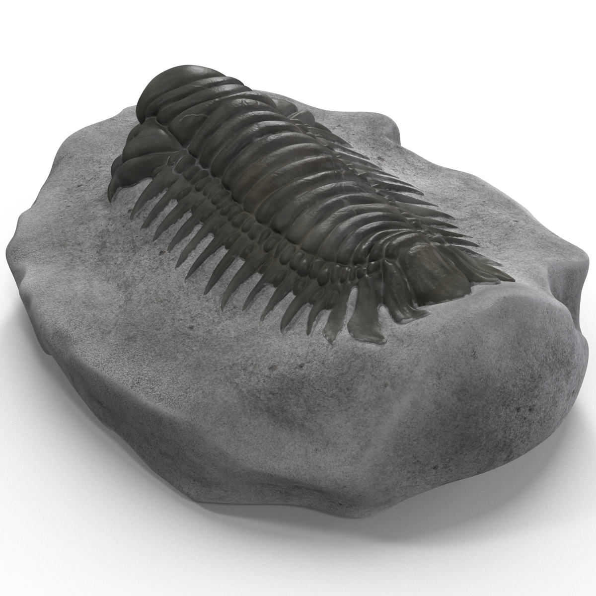 trilobite fossil 3d model