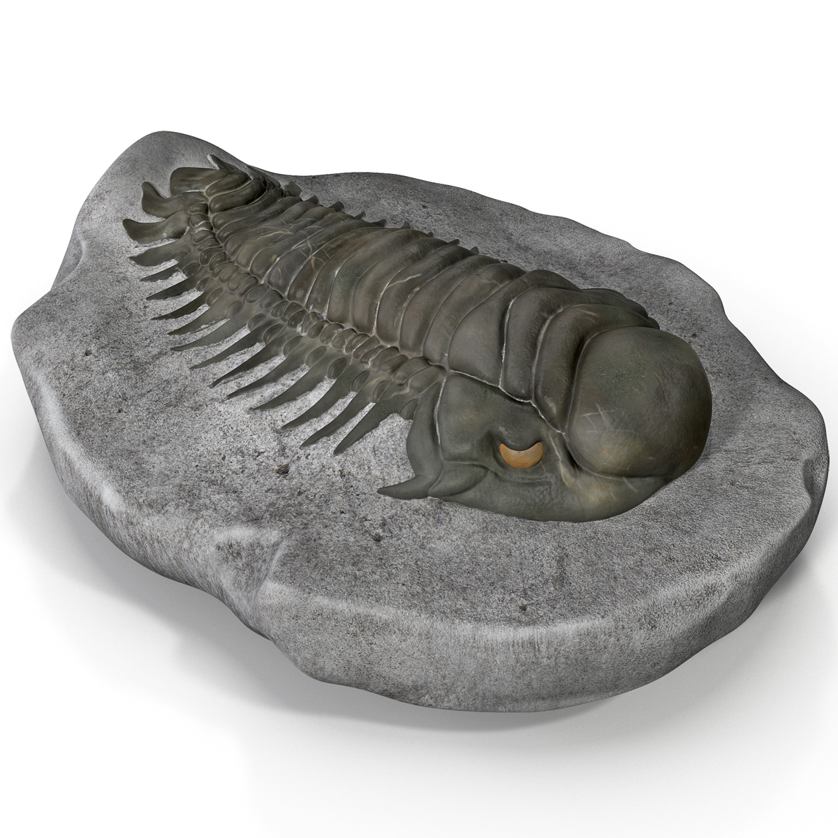 trilobite fossil 3d model