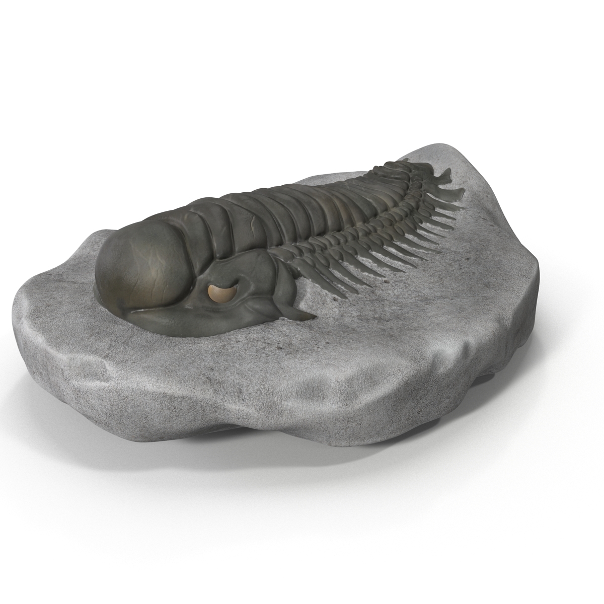 trilobite fossil 3d model