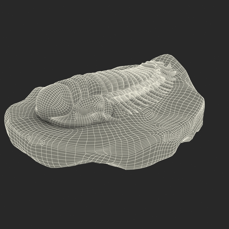 trilobite fossil 3d model