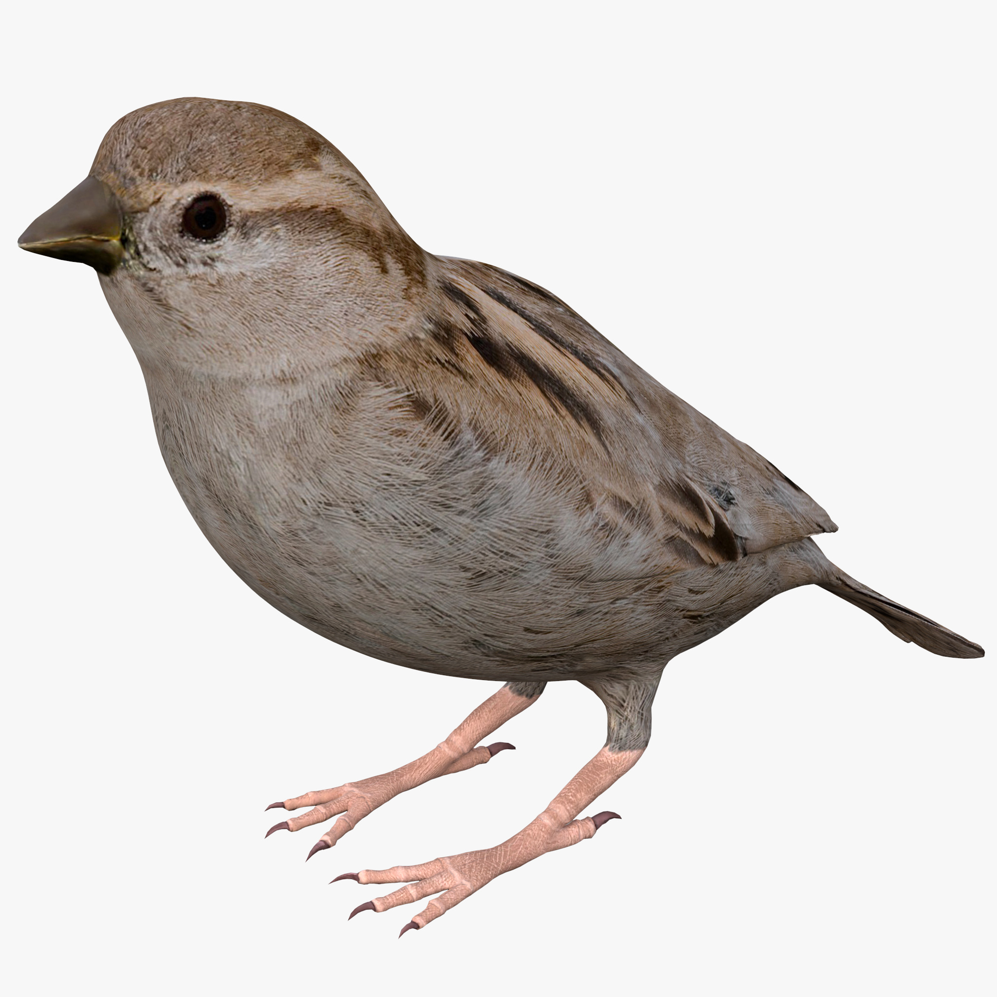 house sparrow 3d 3ds