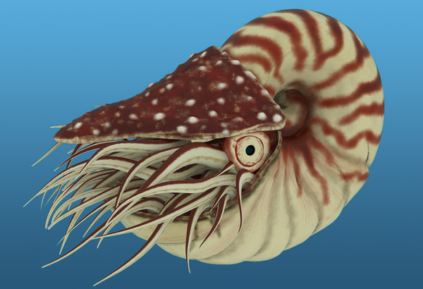 3D Shell Models | TurboSquid