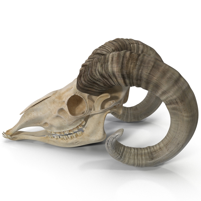 goat skull 3d model