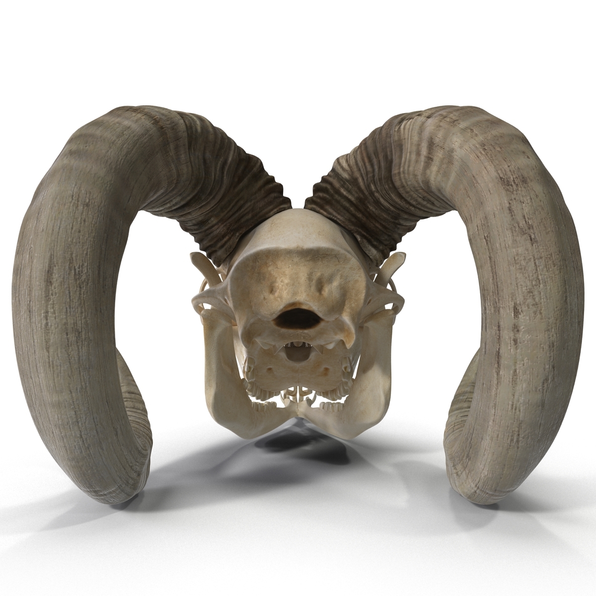 goat skull 3d model