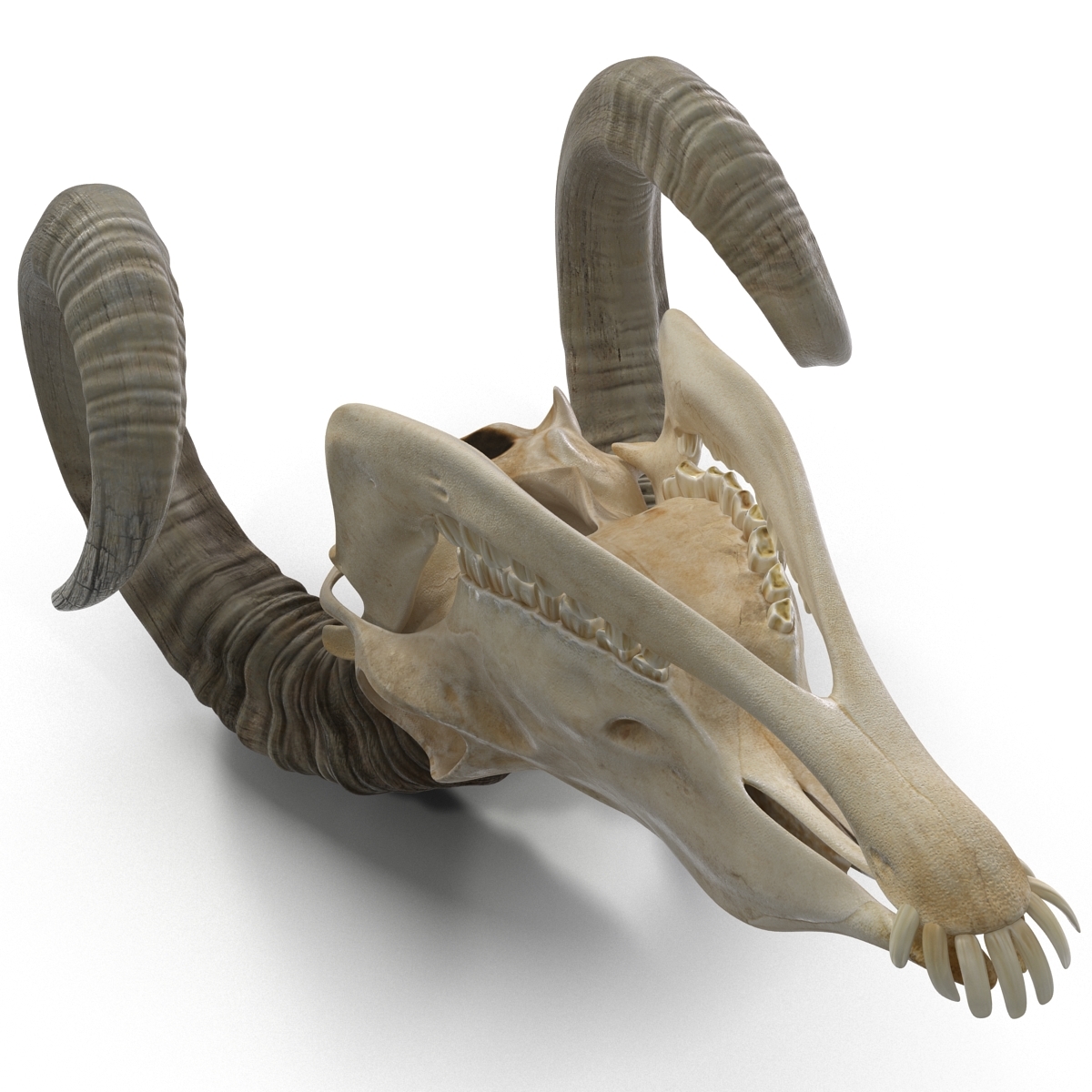 goat skull 3d model