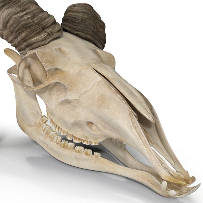 goat skull 3d model