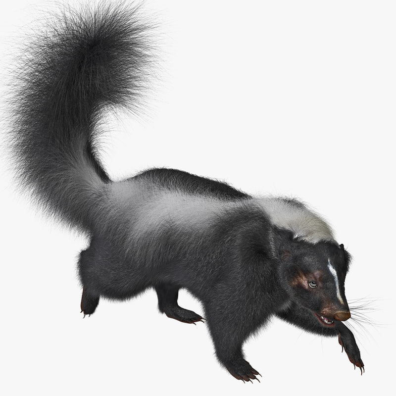 3ds max skunk pose 2 fur