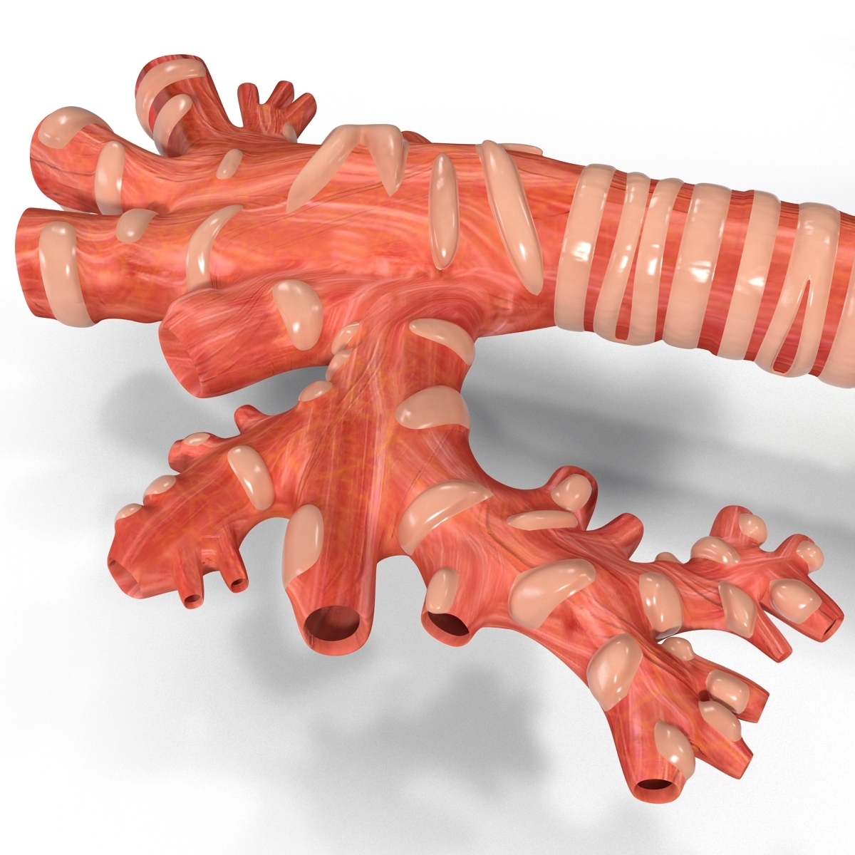 trachea bronchi 3ds