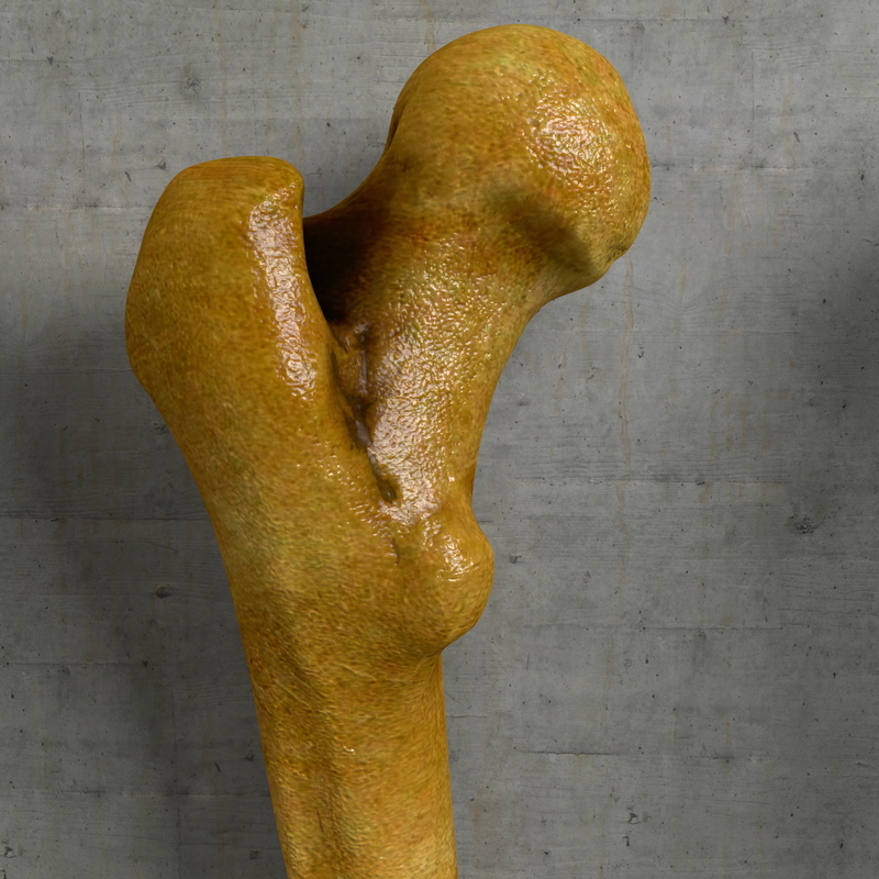 human thigh bone femur c4d