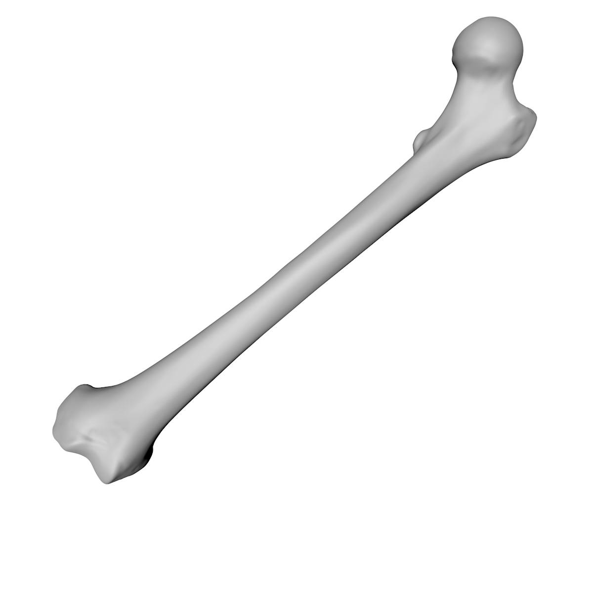 human thigh bone femur c4d