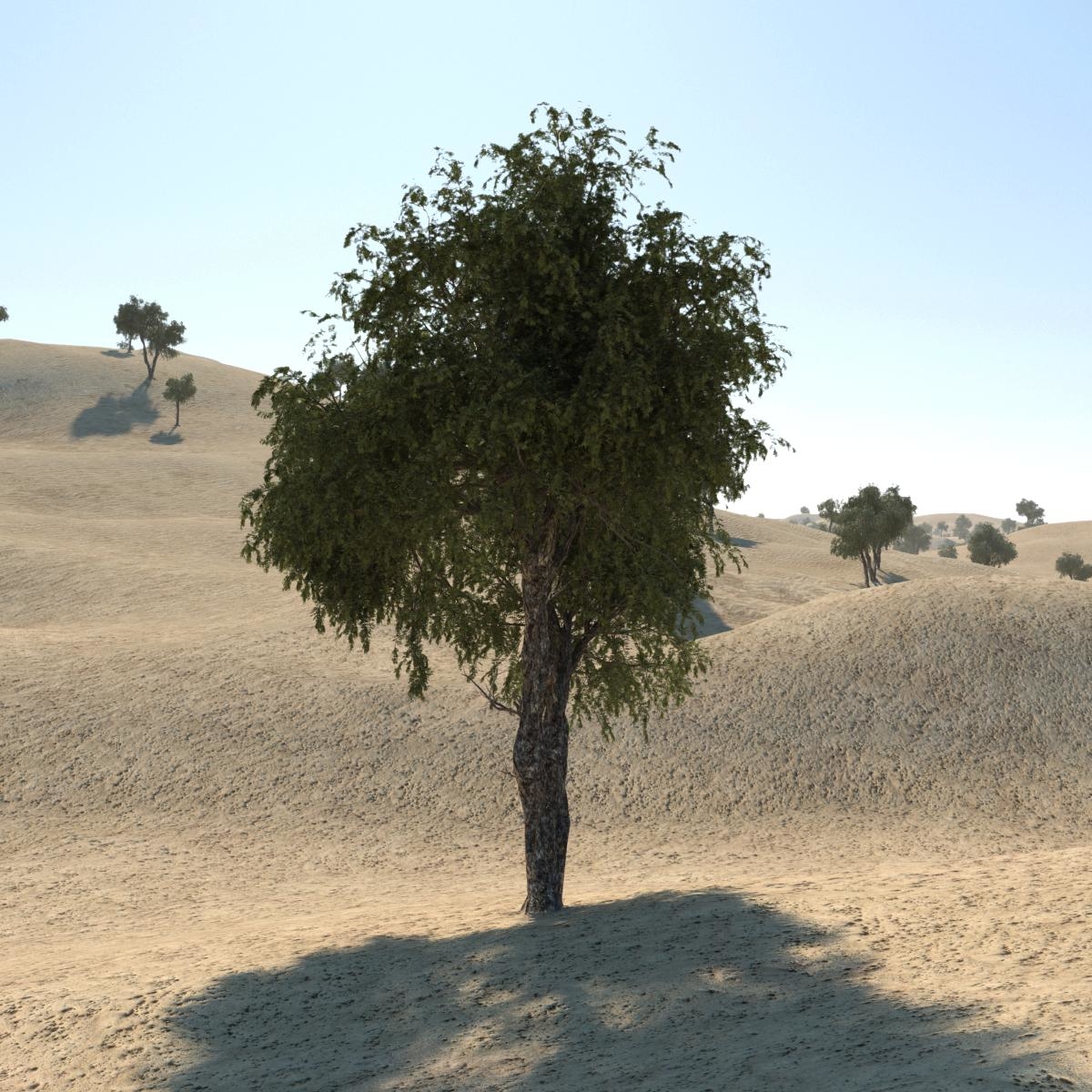 3d ghaf tree