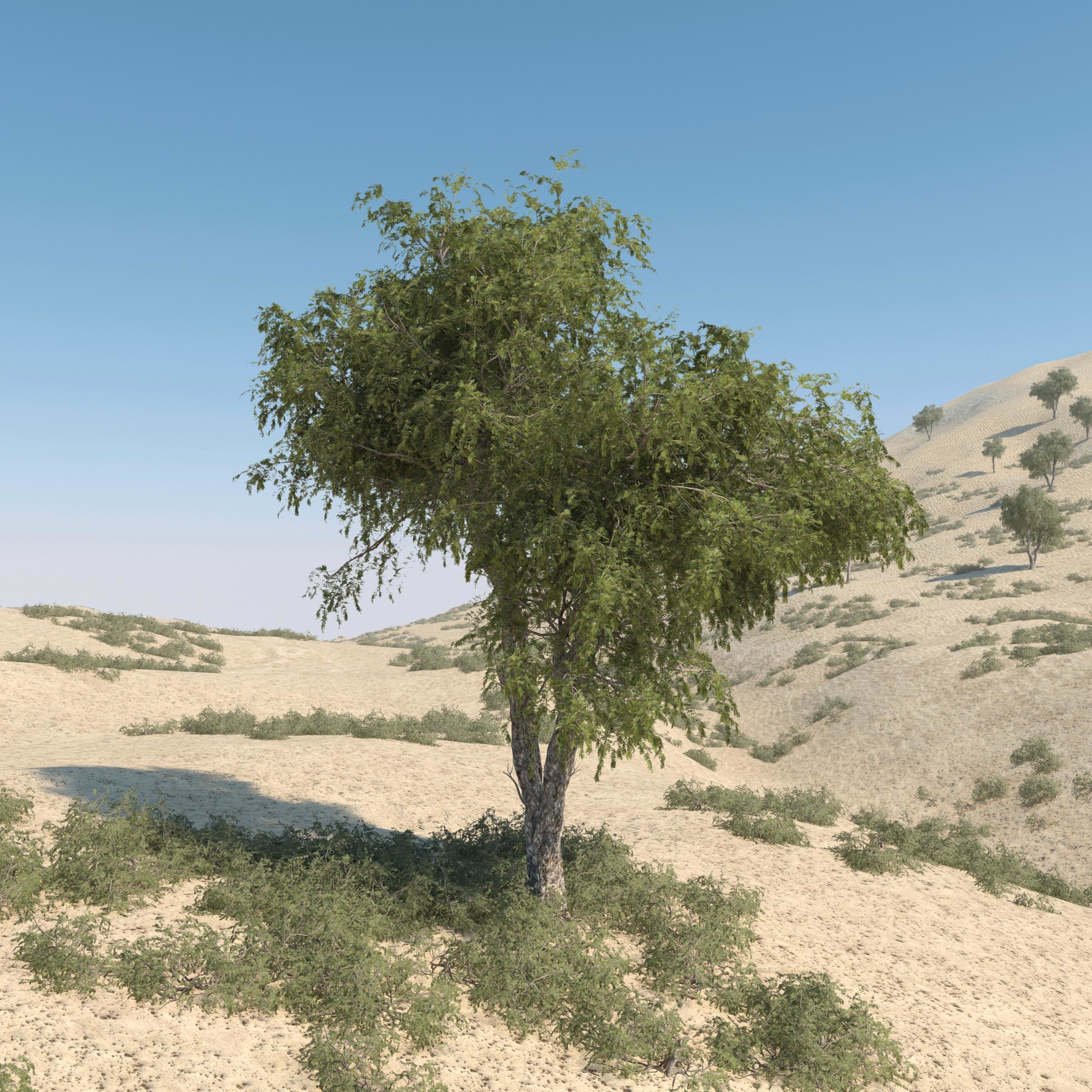 3d ghaf tree