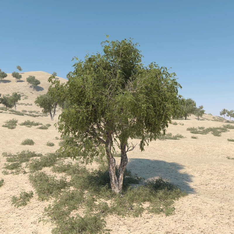 3d ghaf tree