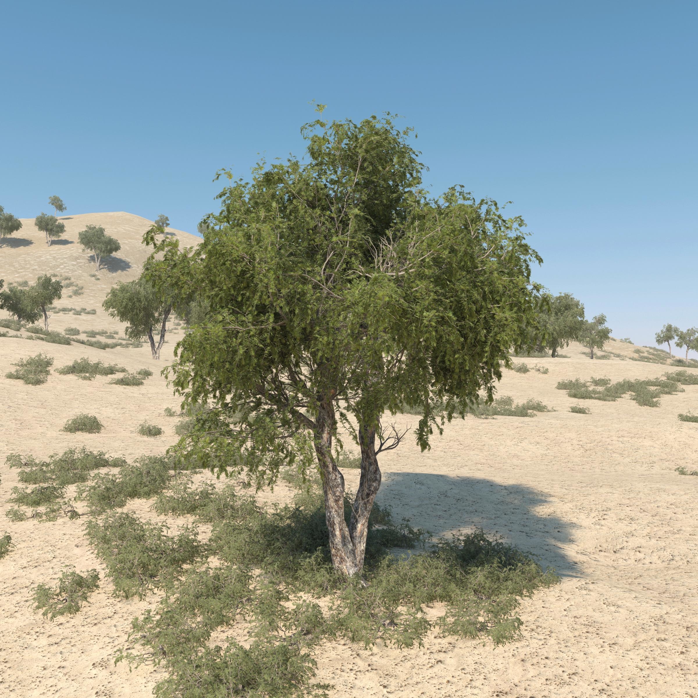 3d ghaf tree