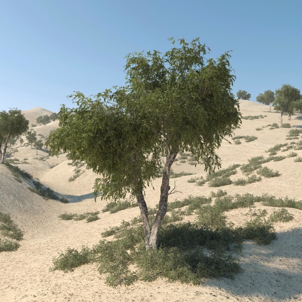 3d ghaf tree