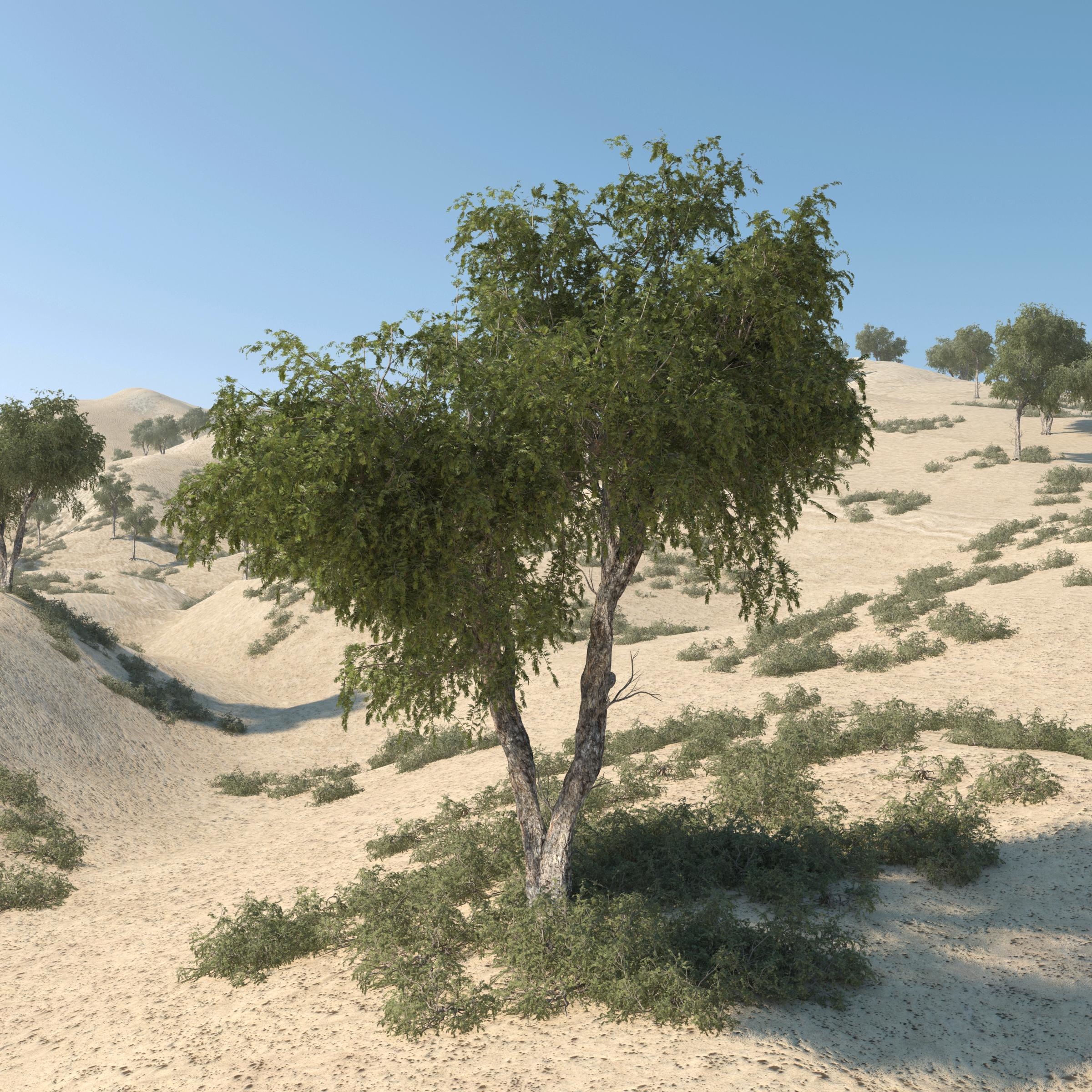 3d ghaf tree