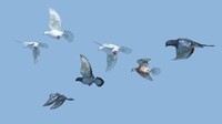 bird flock animation 3d 3ds