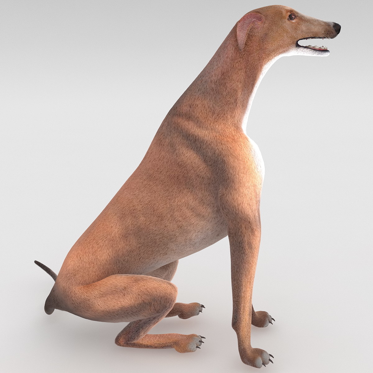 australian greyhound pose 4 3d model