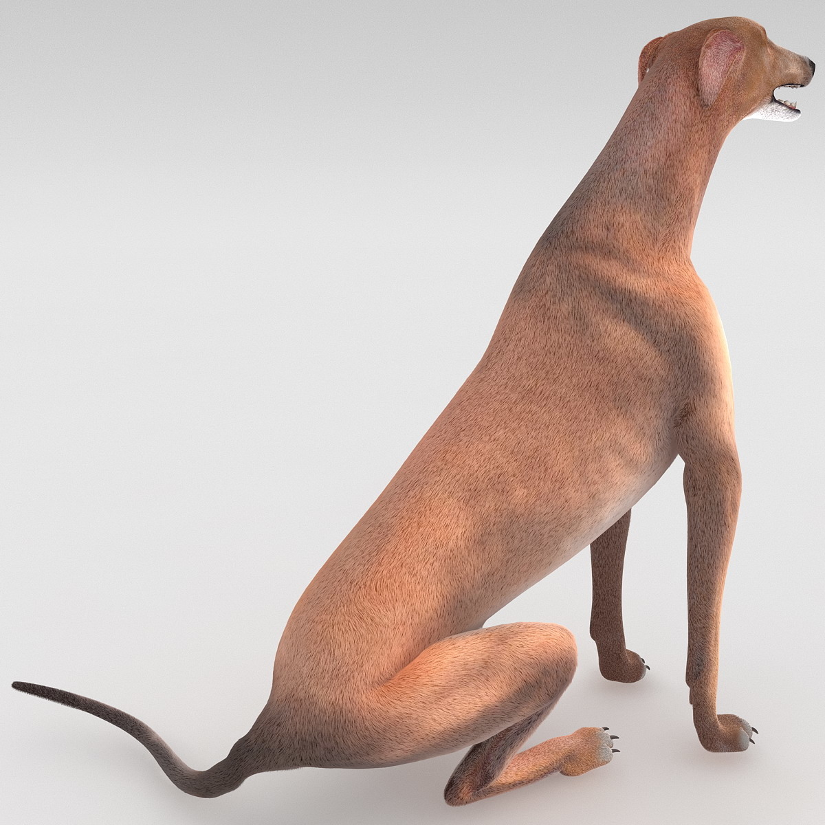 australian greyhound pose 4 3d model