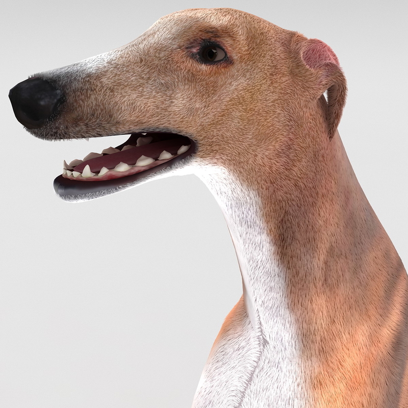 australian greyhound pose 4 3d model