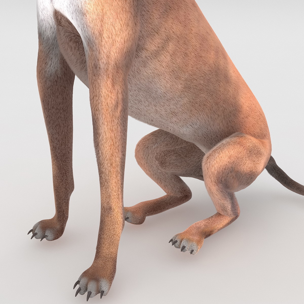 australian greyhound pose 4 3d model