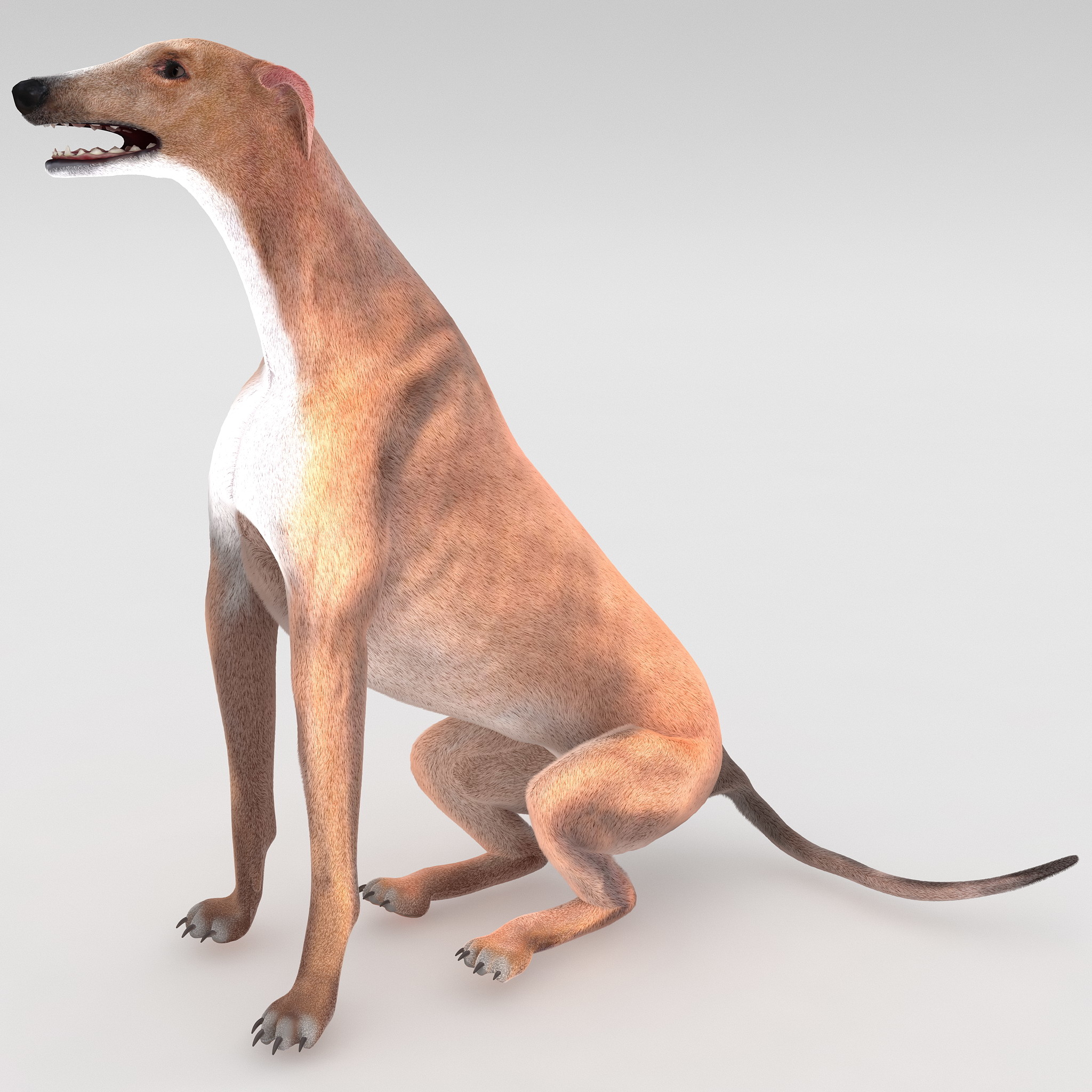 australian greyhound pose 4 3d model