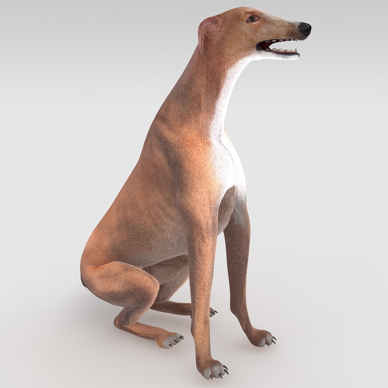 australian greyhound pose 4 3d model