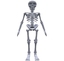 cartoon skeleton 3d model