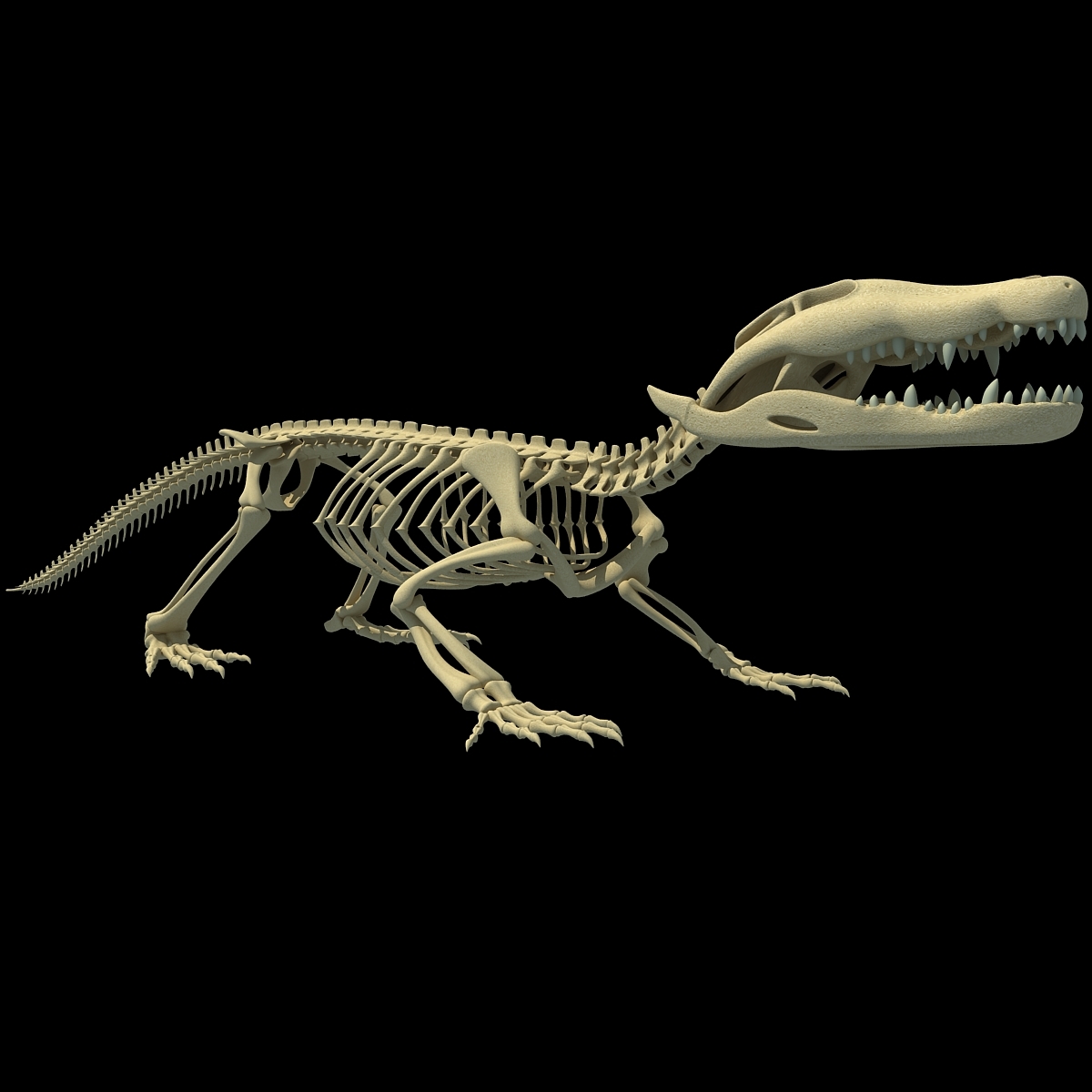 3d model skeleton animal