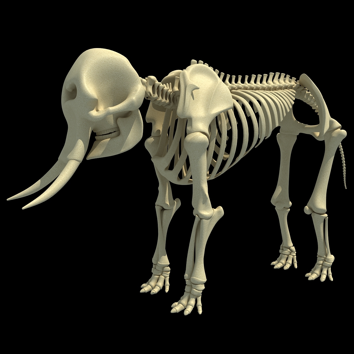 3d model skeleton animal