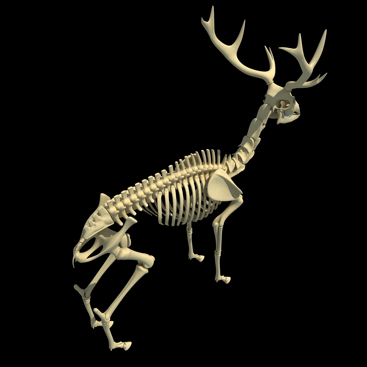 3d model skeleton animal