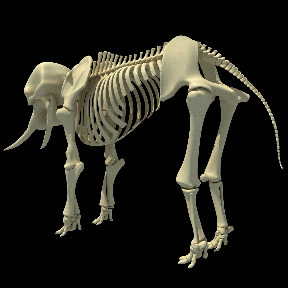 3d model skeleton animal