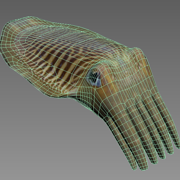 3d cuttlefish fish